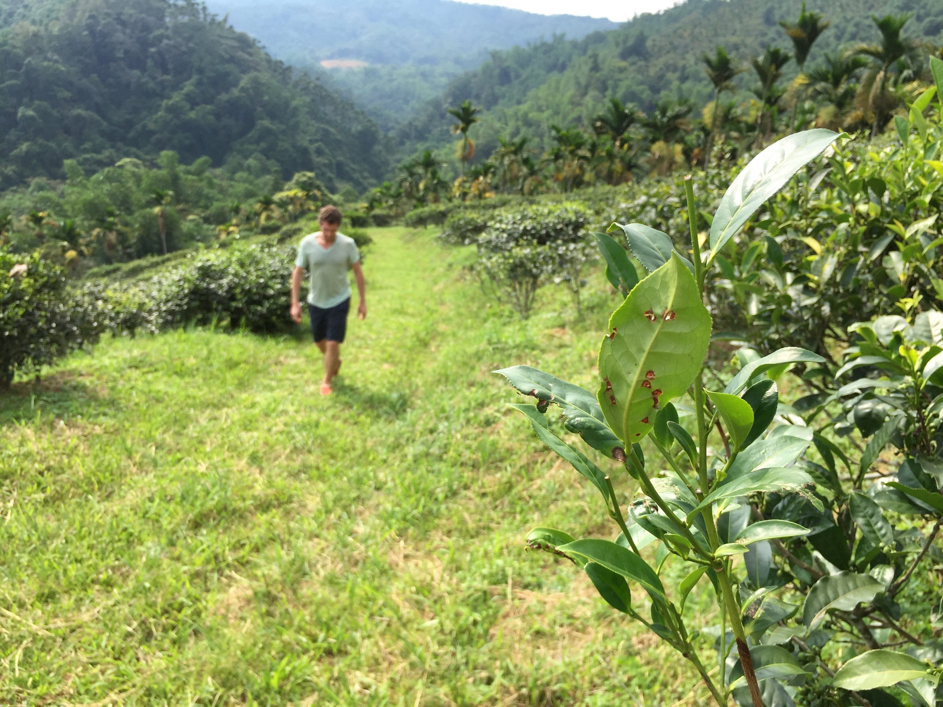 Red Tea, Black Tea, or Purple Tea? – Living Tea