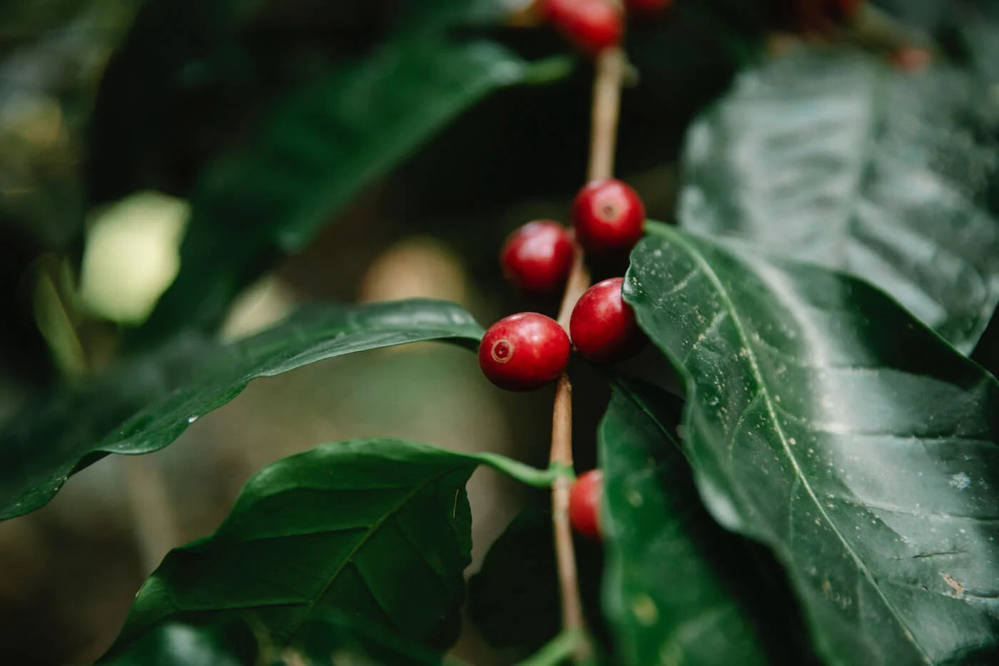 What is the Late Summer Season? – Living Tea