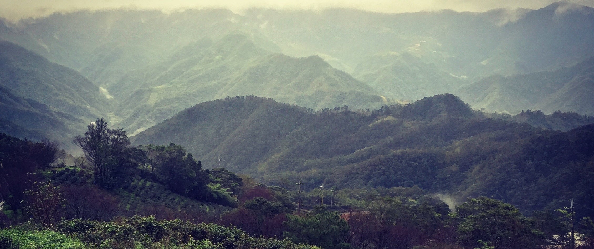 About Us – Living Tea